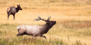 How to Start Hunting - Beginner's Guide and Checklist