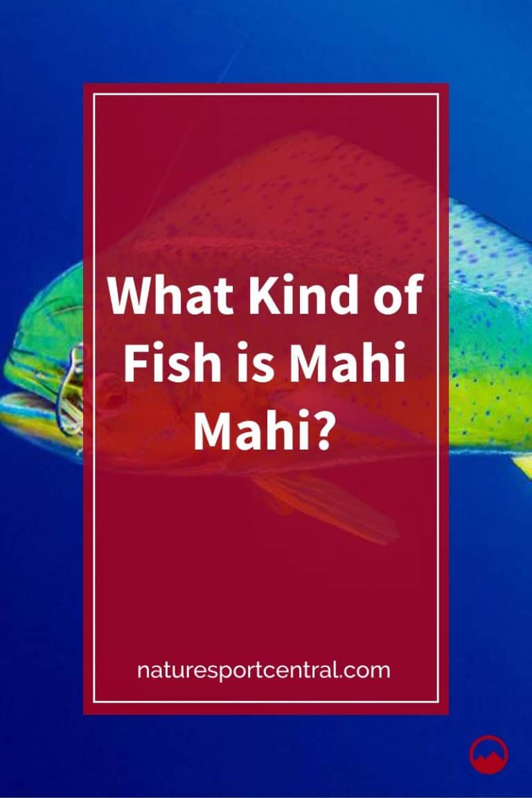 What Kind of Fish is Mahi Mahi?