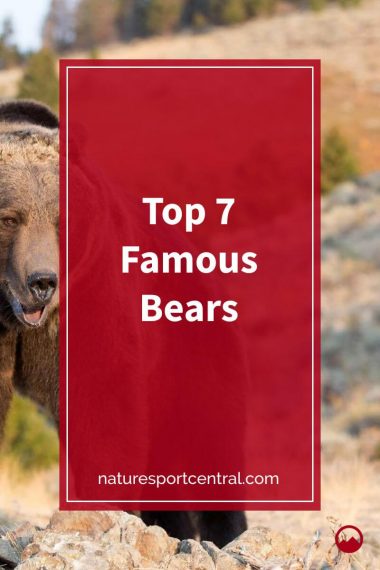 Top 7 Famous Bears