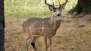 Where To Shoot A Deer