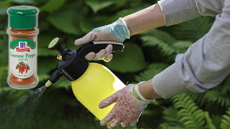 Will Vinegar Keep Raccoons Away