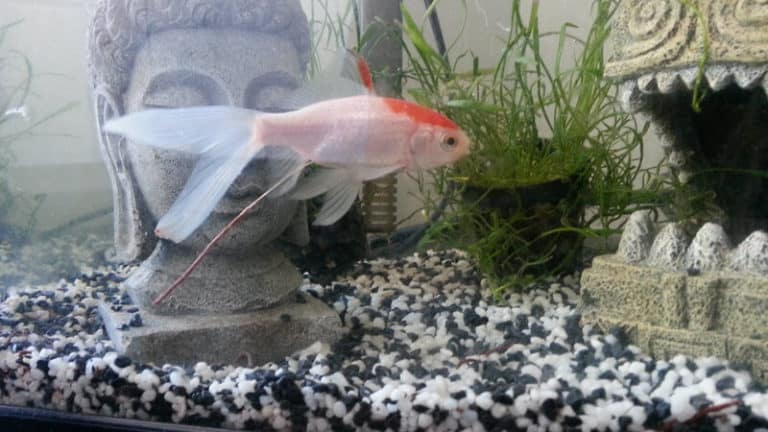 What Does Fish Poop Look Like