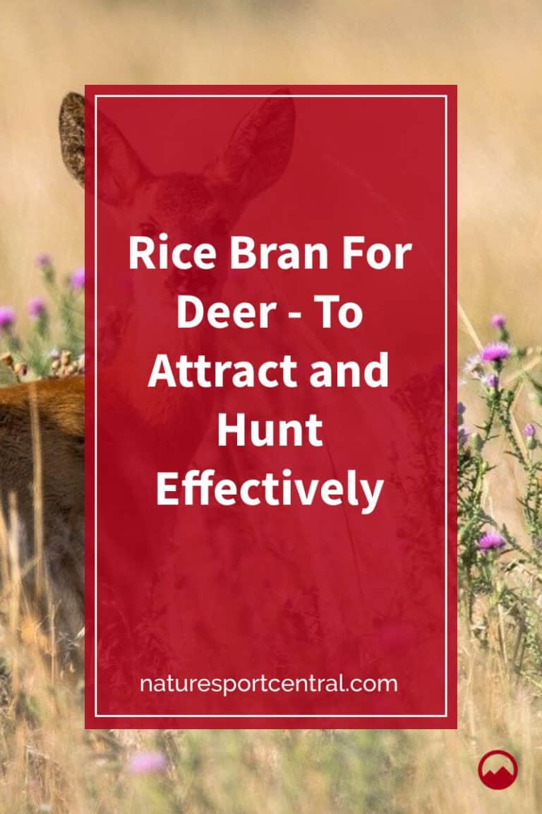 Rice Bran For Deer - To Attract and Hunt Effectively