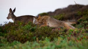 How Fast Can A Coyote Run