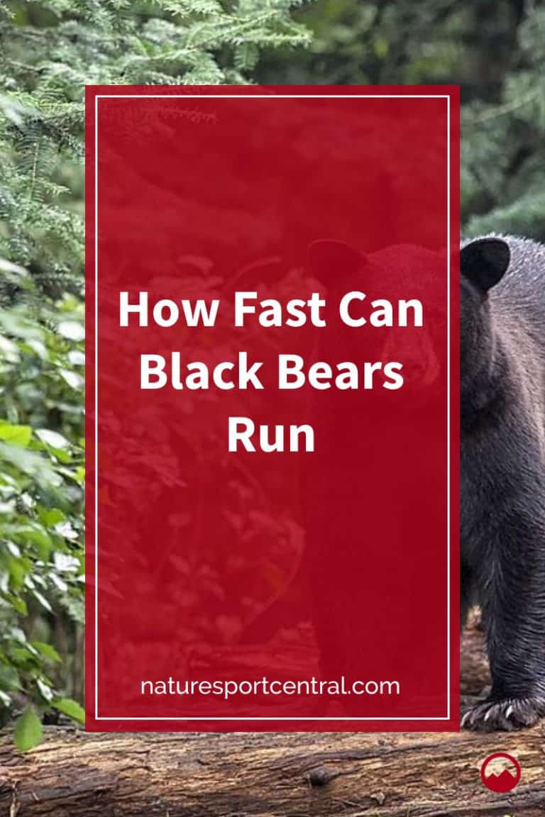 How Fast Can Black Bears Run