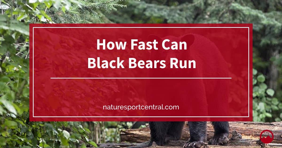 How Fast Can Black Bears Run
