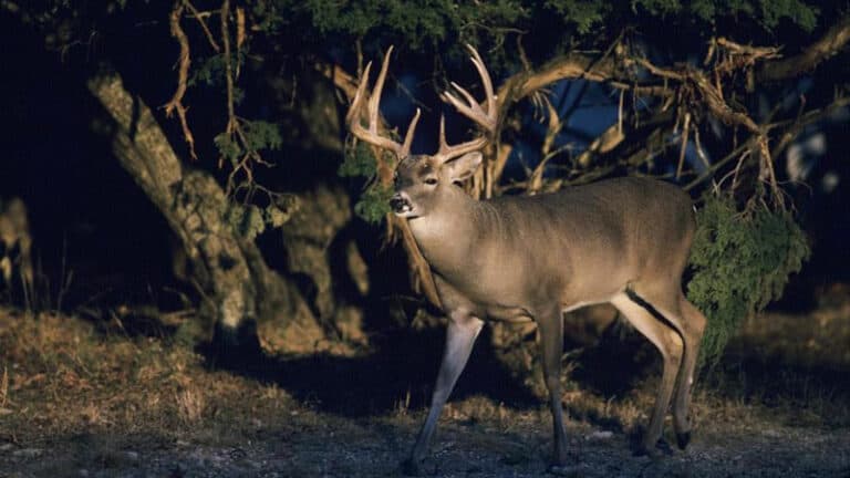 When Are Deer Most Active