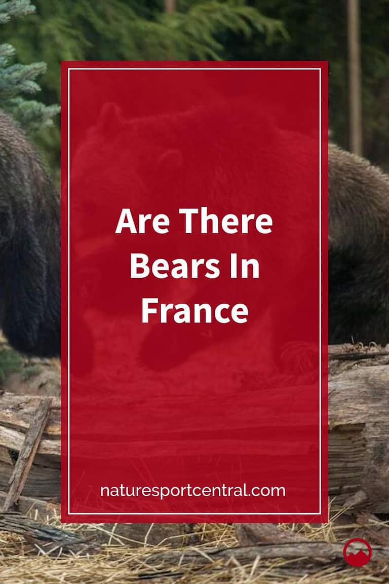 Are There Bears In France